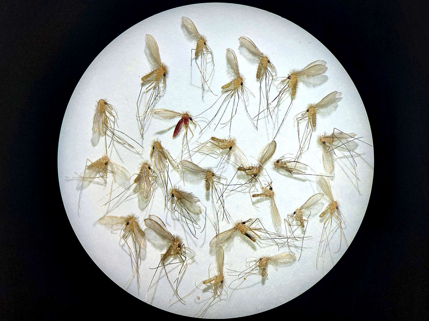 Algunos flebotomos (Diptera, Psychodidae, Phlebotominae) en la tienda ...
