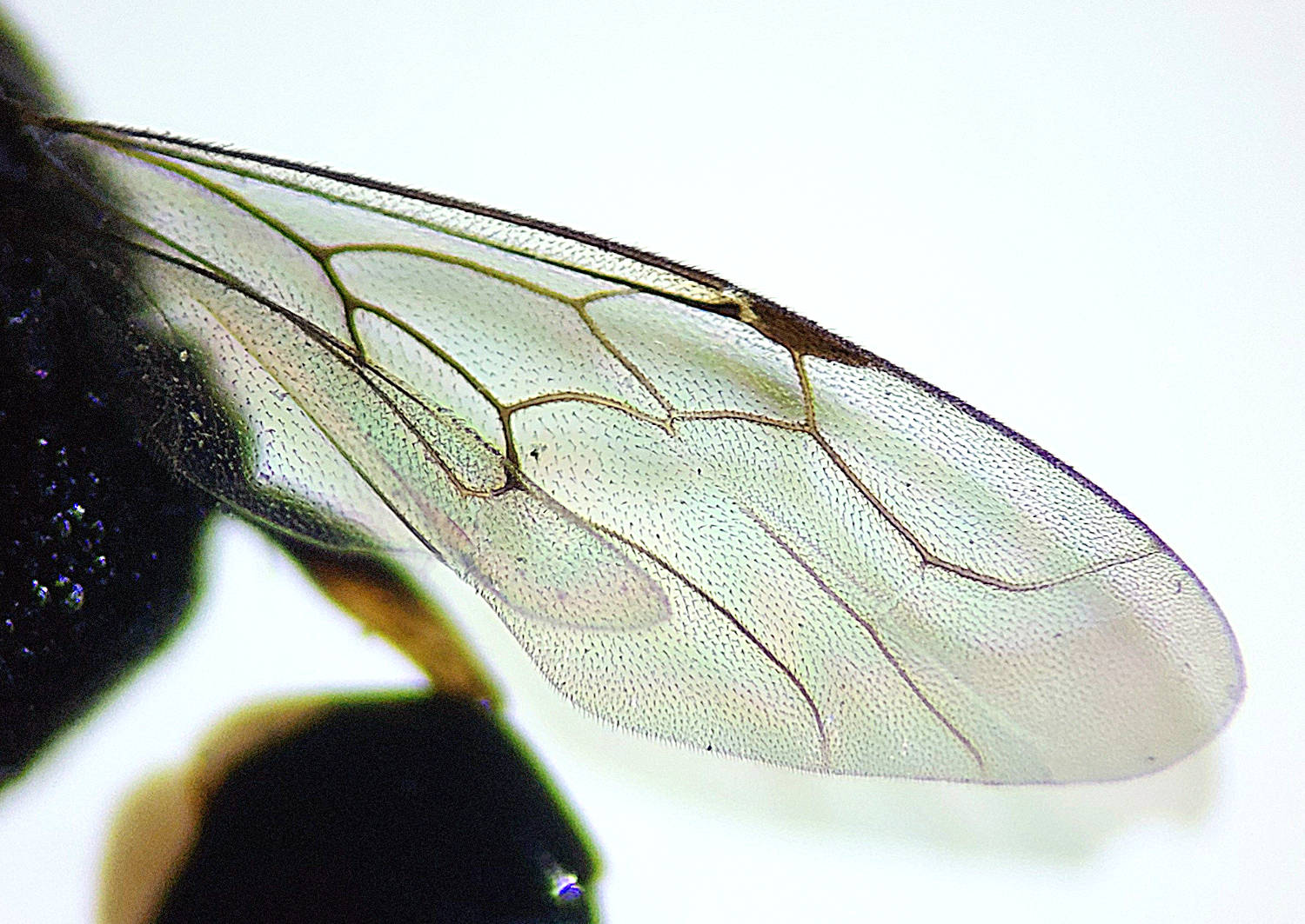 Una hembra de Zeuxevania splendidula (Hymenoptera, Evaniidae) – El ...