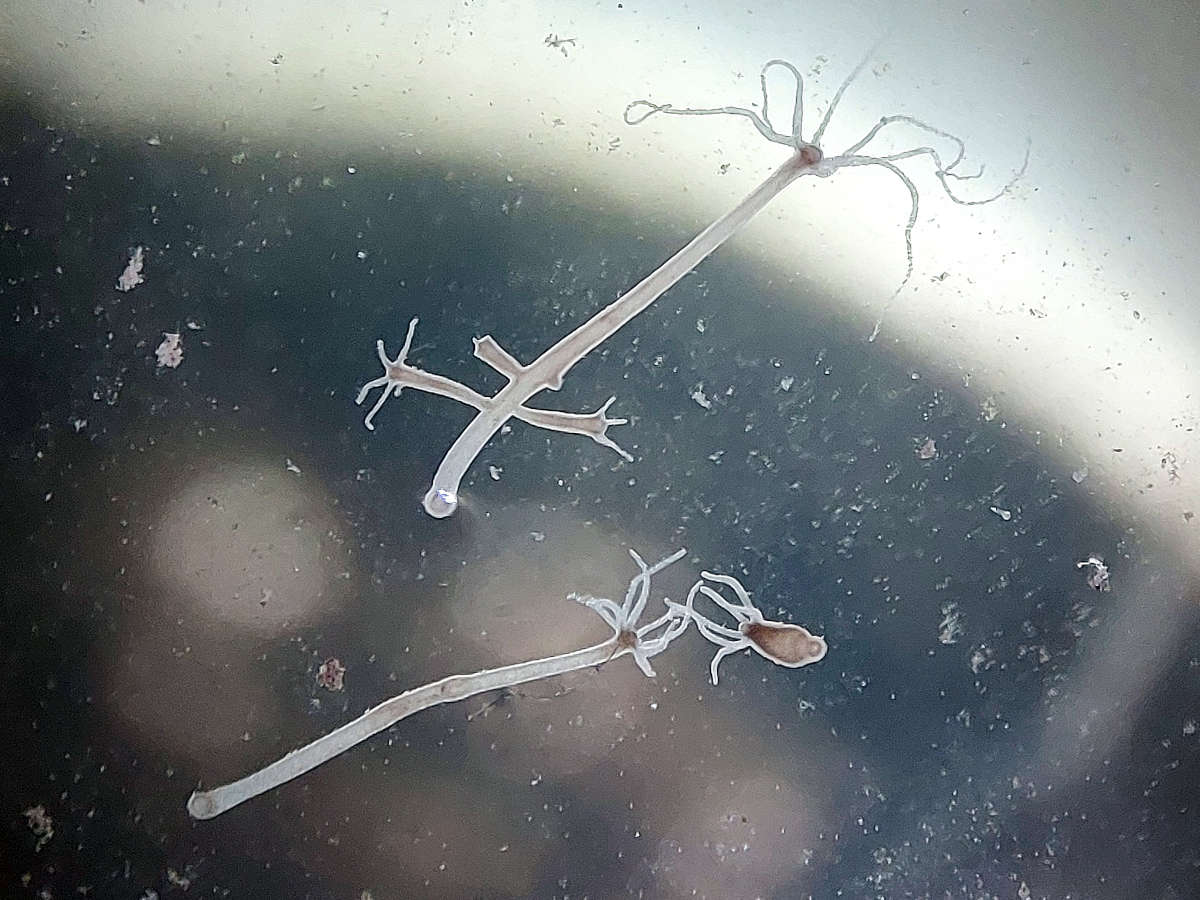 Hidras (Cnidaria: Hydridae) de agua dulce como control biológico de ...
