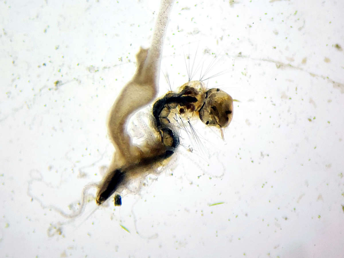 Hidras (Cnidaria: Hydridae) de agua dulce como control biológico de ...