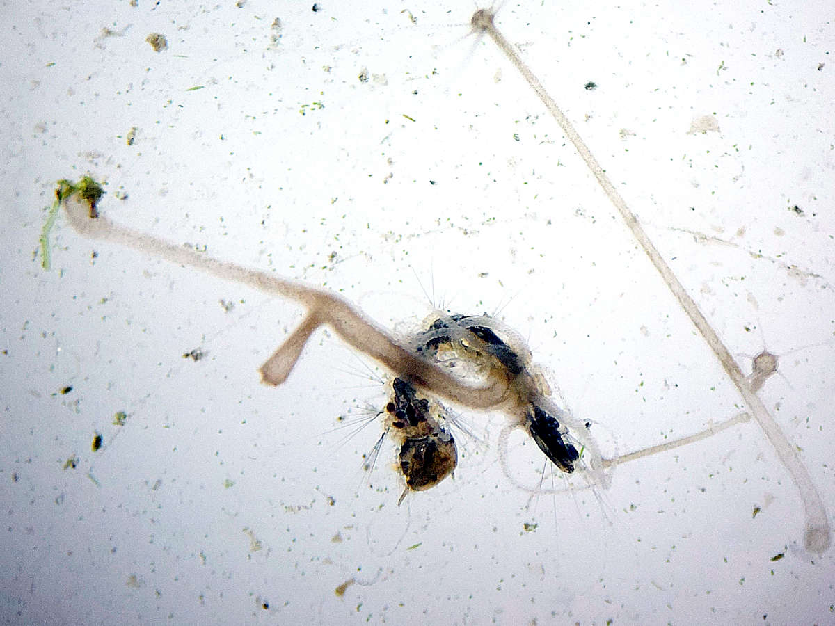 Hidras (Cnidaria: Hydridae) de agua dulce como control biológico de ...