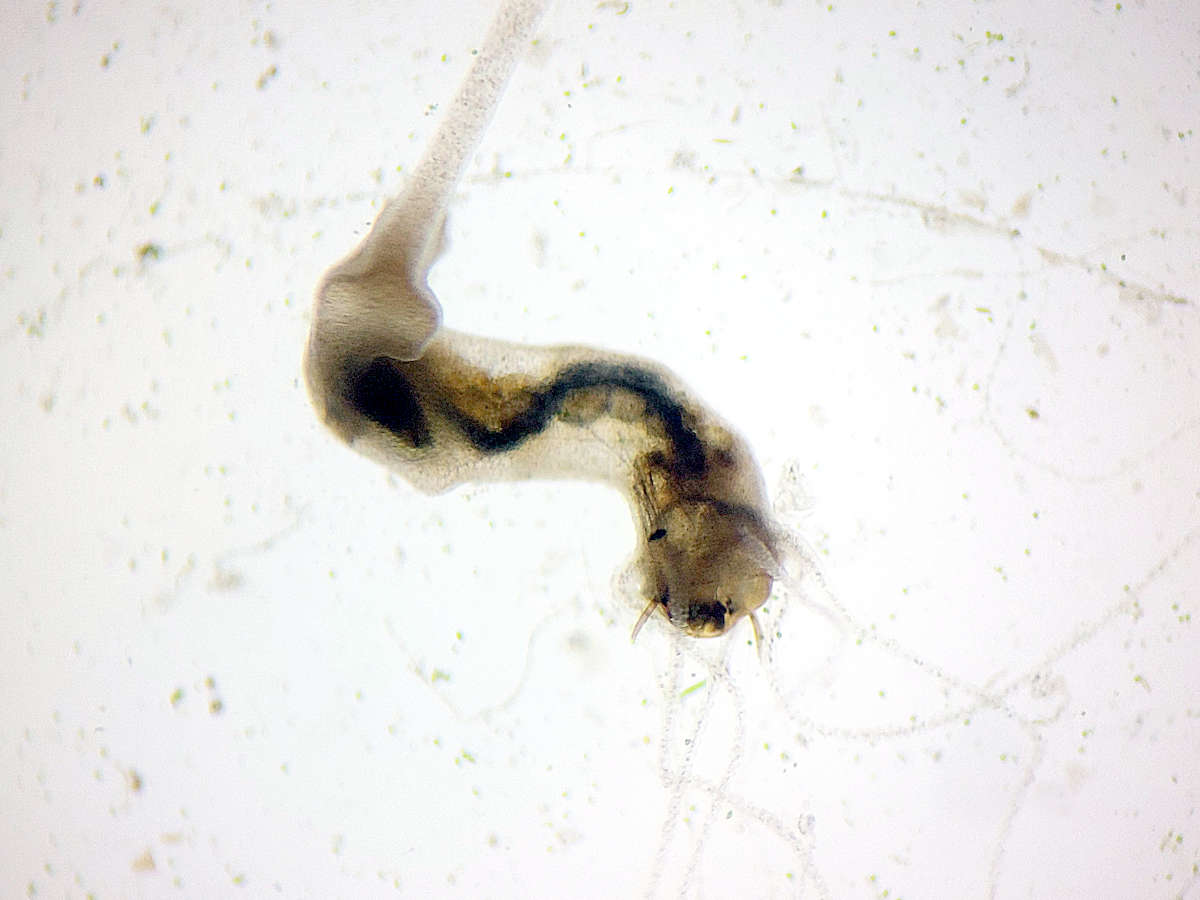 Hidras (Cnidaria: Hydridae) de agua dulce como control biológico de ...