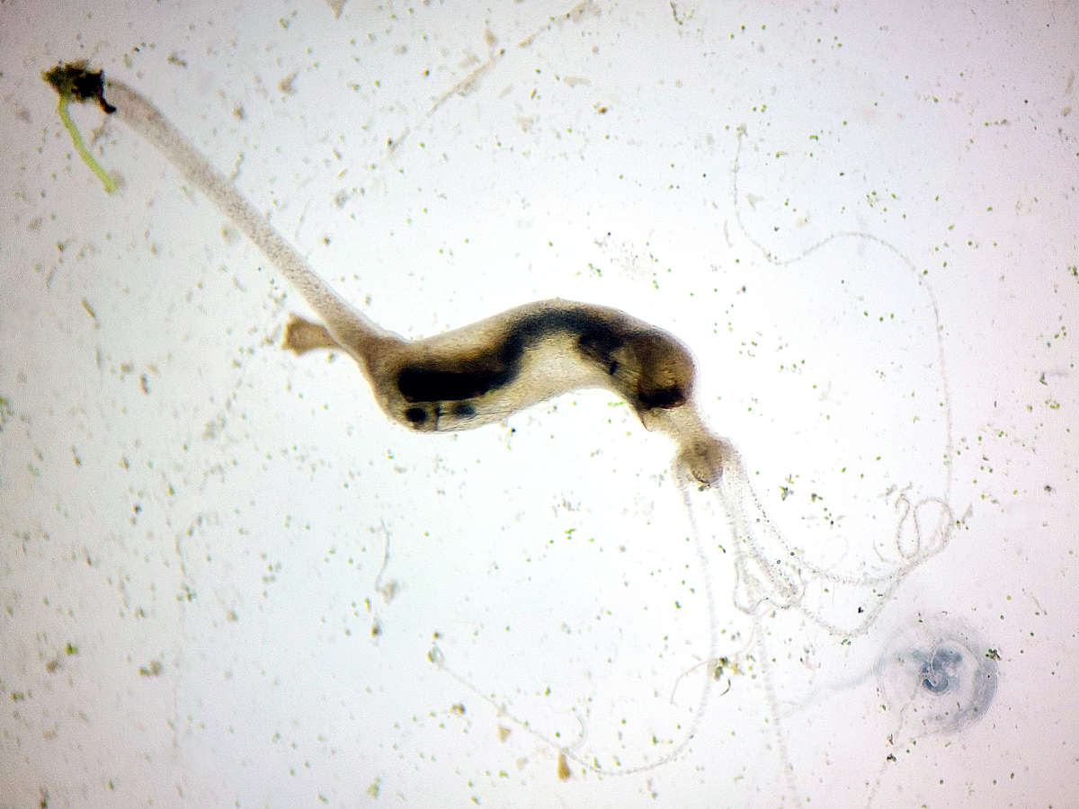 Hidras (Cnidaria: Hydridae) de agua dulce como control biológico de ...