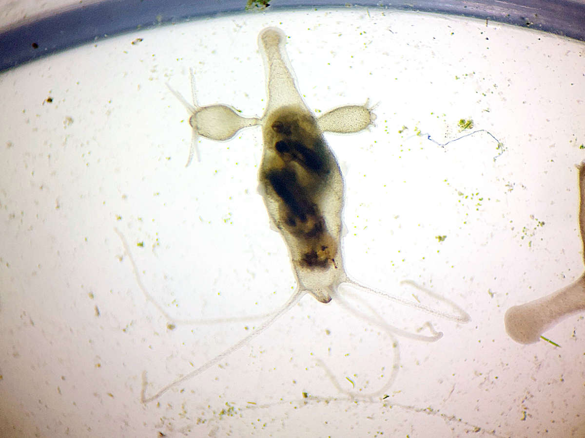 Hidras (Cnidaria: Hydridae) de agua dulce como control biológico de ...