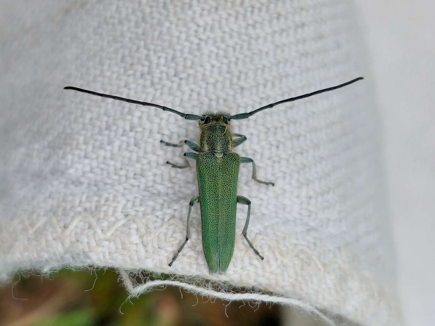 Garrapatas y un cerambícido Phyotecia malachitica en Ripollet del ...