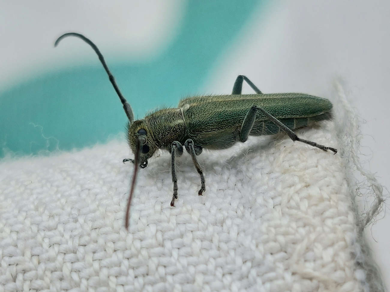 Garrapatas y un cerambícido Phyotecia malachitica en Ripollet del ...