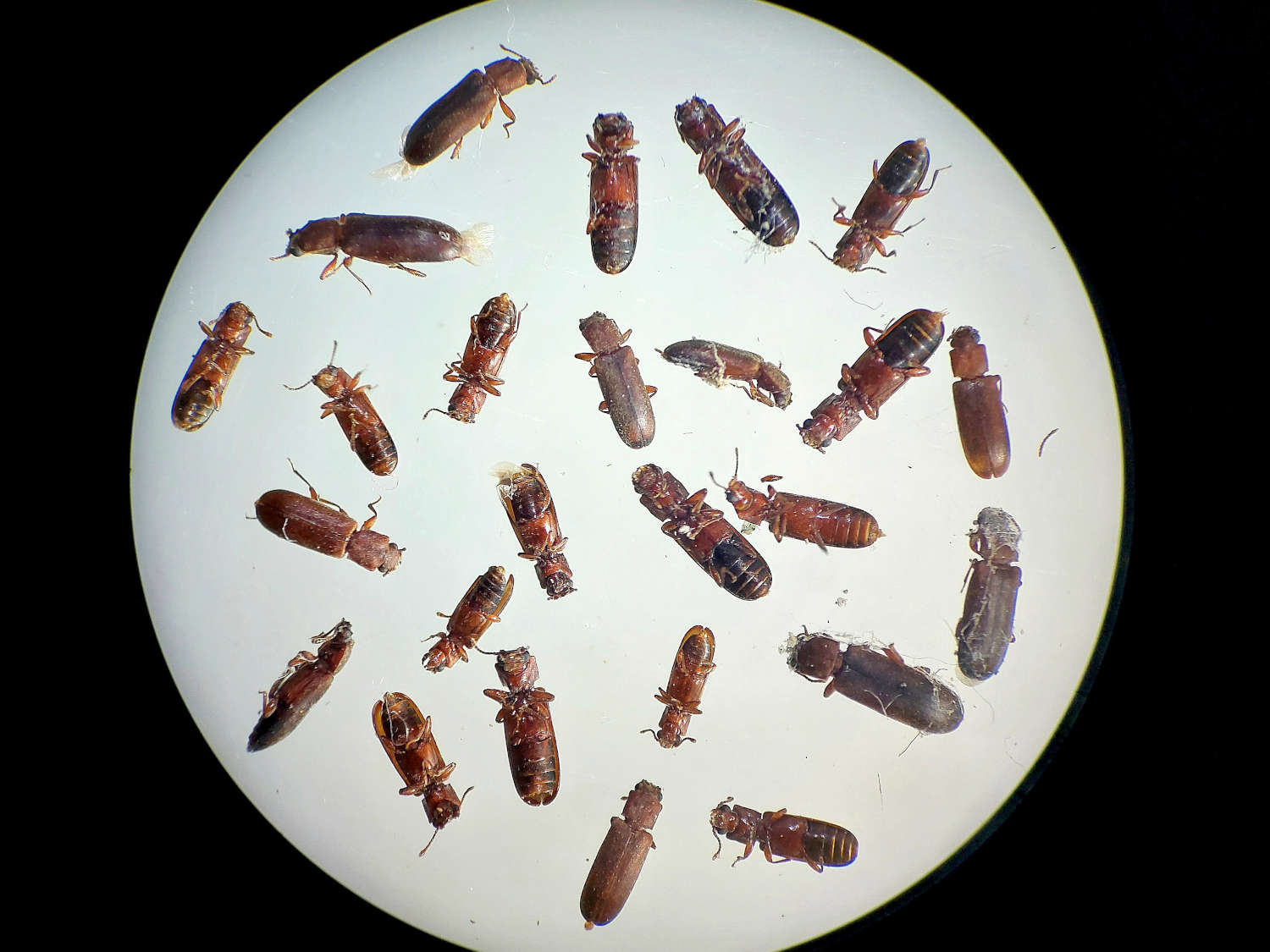 El desinsectador y desratizador – Control de plagas en el área de Barcelona