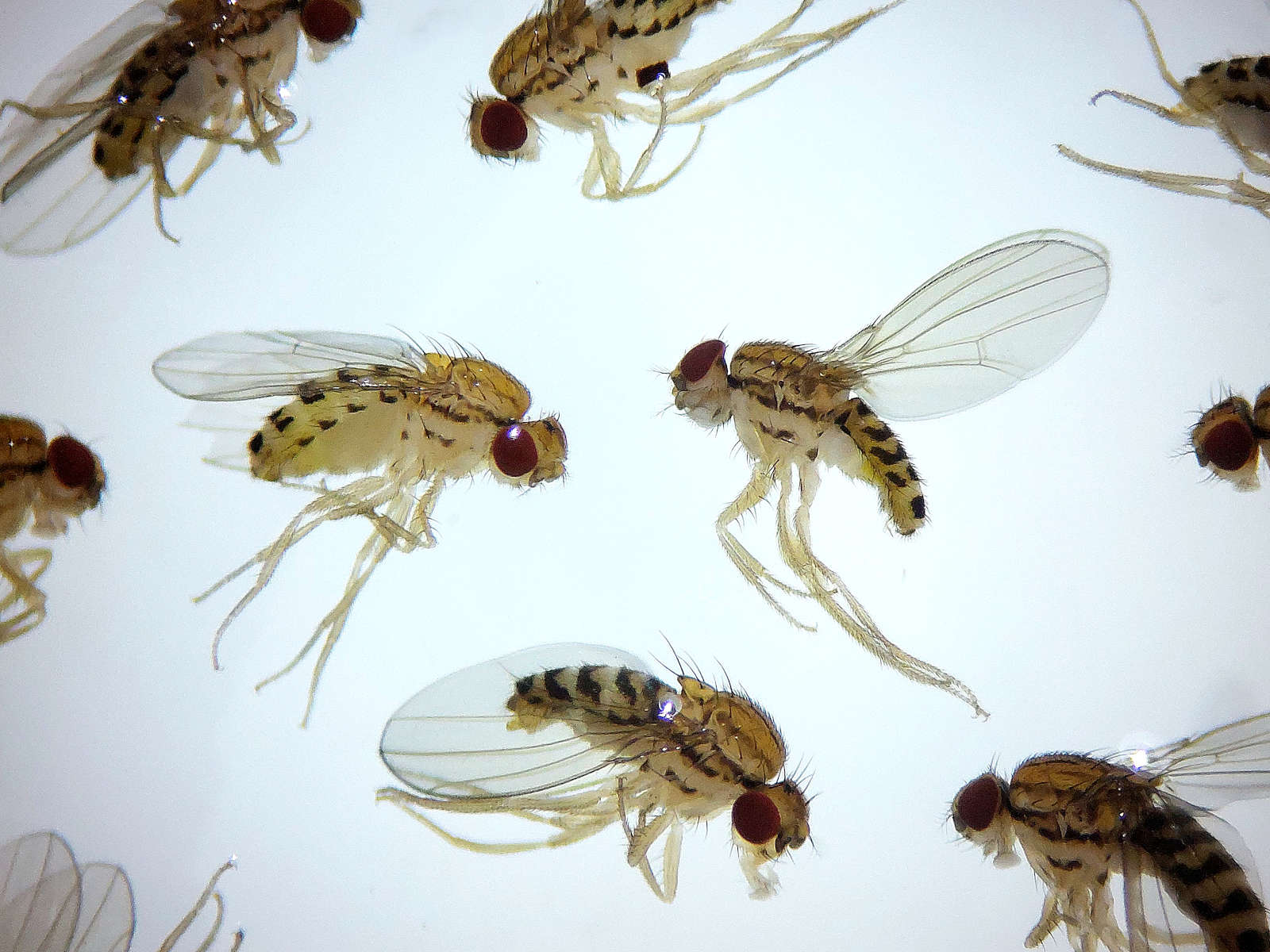 El desinsectador y desratizador – Control de plagas en el área de Barcelona