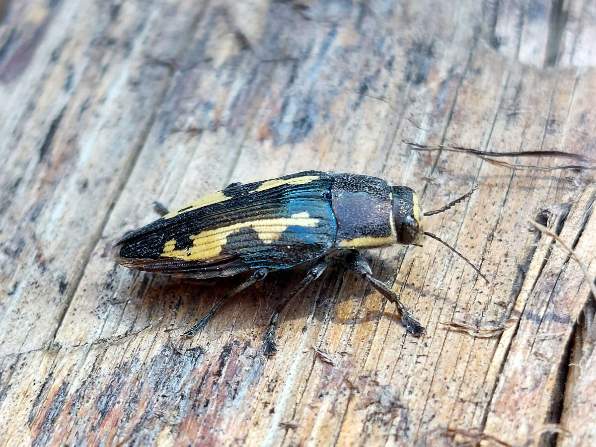 Un par de bupréstidos (Coleoptera, Buprestidae) en Sant Joan de l’Erm ...