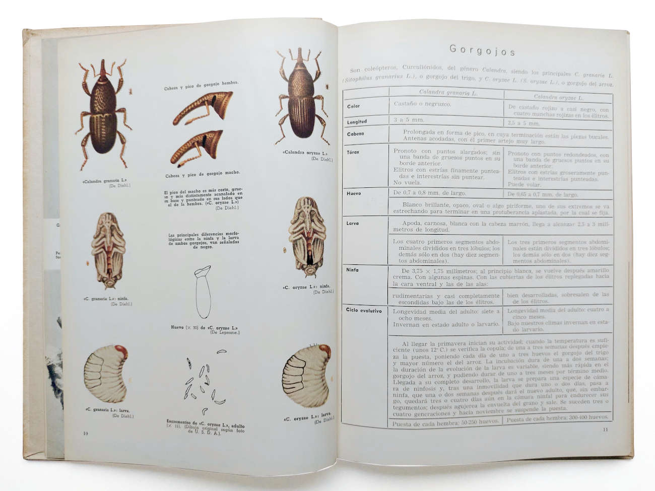 ‘Insectos de los cereales y harinas almacenados’, por el Servicio ...