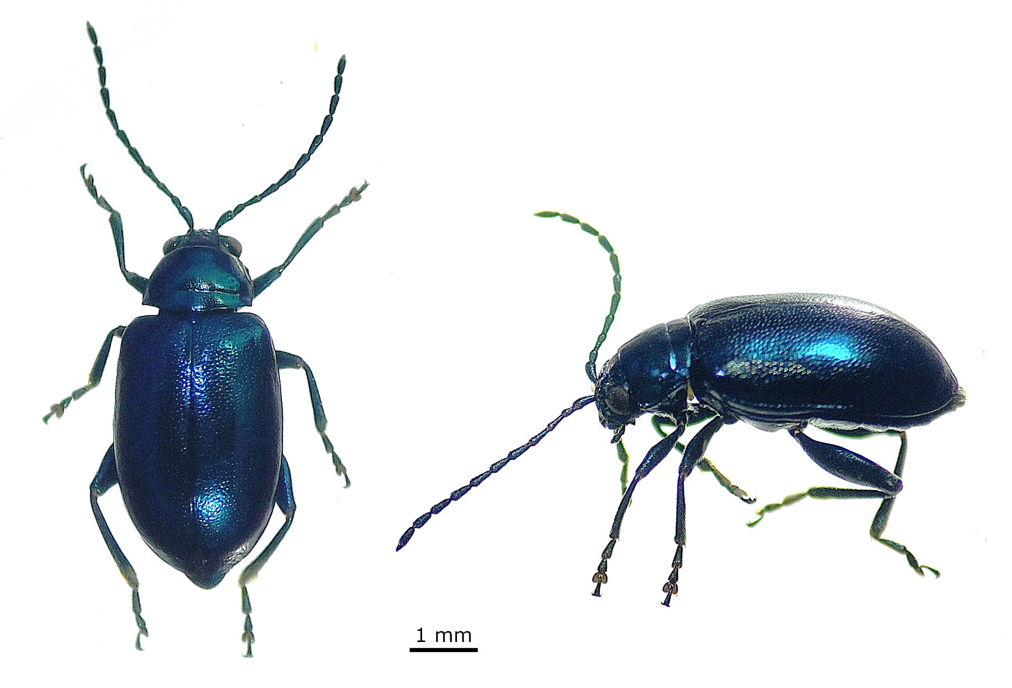 Abundancia de Altica (Coleoptera, Chrysomelidae) en Barcelona este ...