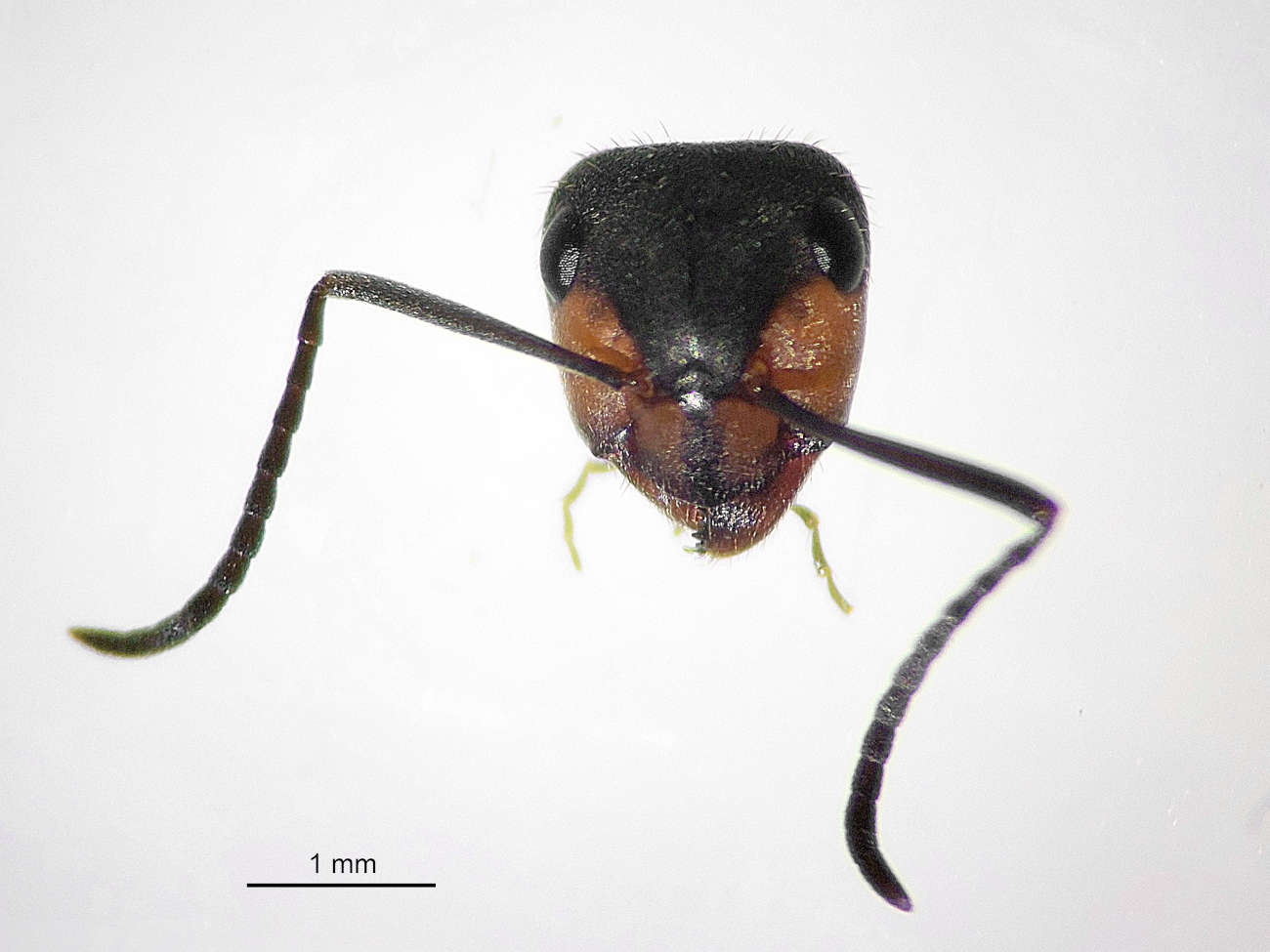 Un domo de Formica pratensis (Hymenoptera, Formicidae) en Uña, Cuenca ...