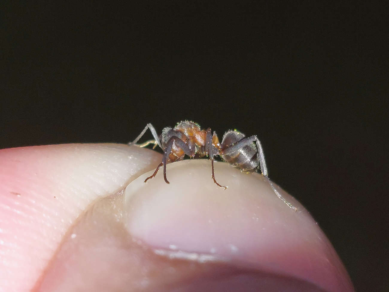 Un domo de Formica pratensis (Hymenoptera, Formicidae) en Uña, Cuenca ...